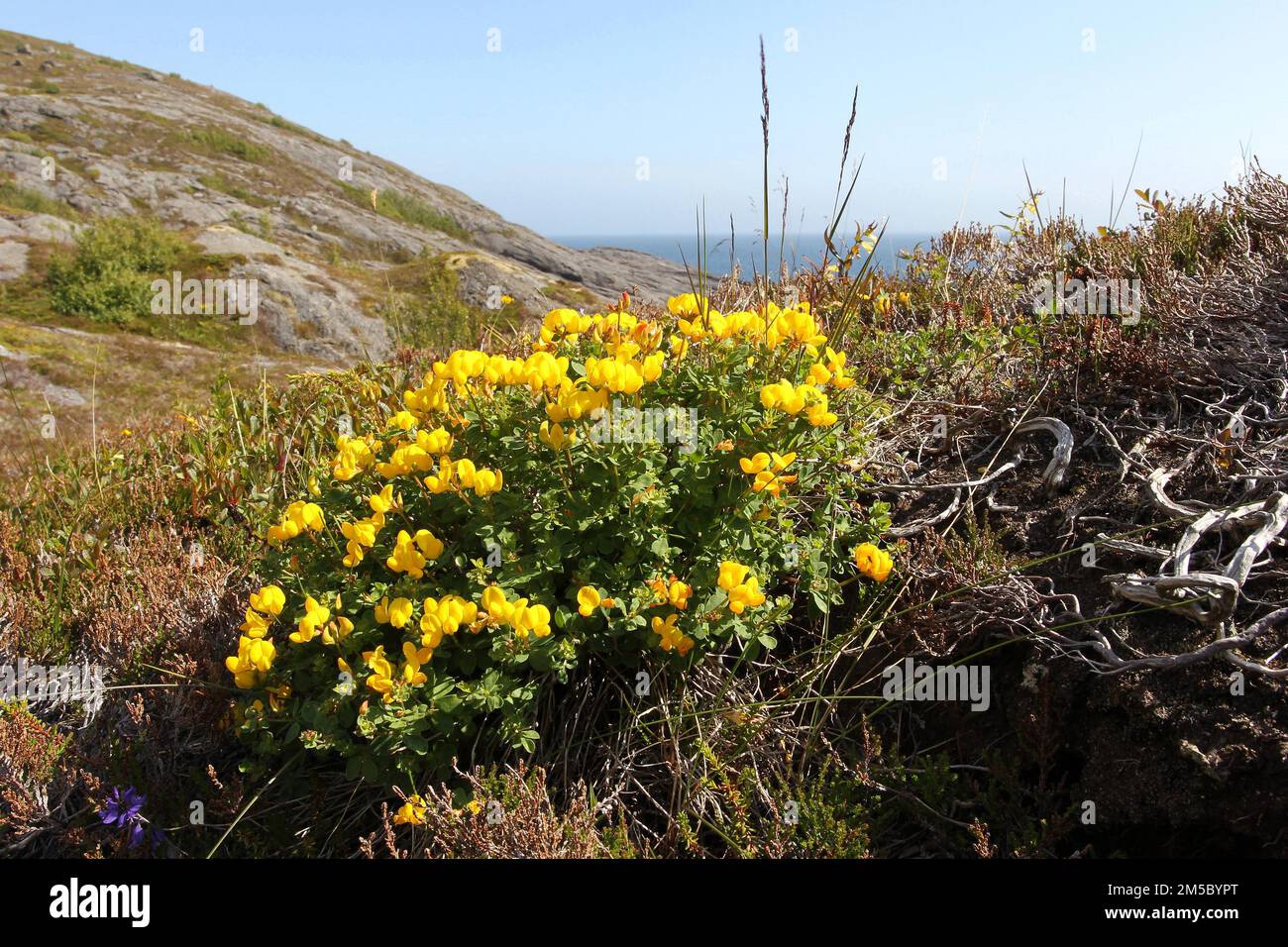 Common horn clover (Lotus corniculatu) flowers on the mountain in ...