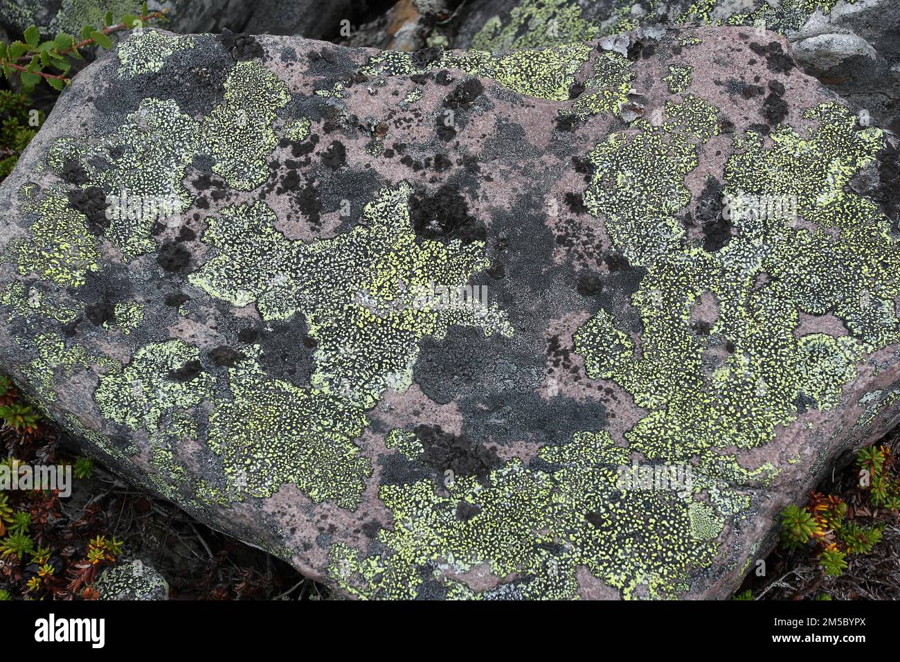 Map lichen (Rhizocarpon geographicum) on a stone, Lapland, Norway ...