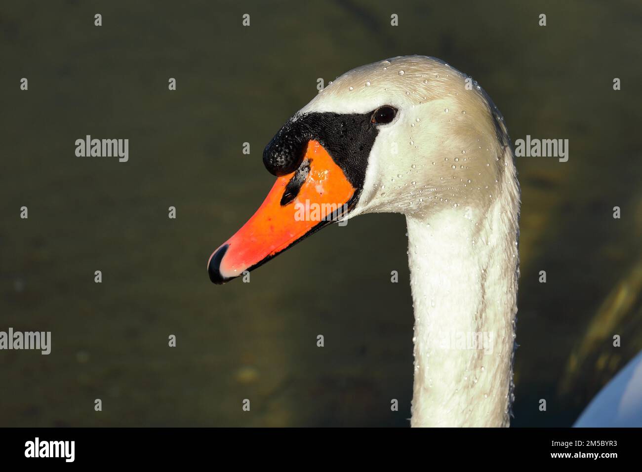Mute swan (Cygnus olor), male, animal portrait, Chiemsee, Bavaria ...