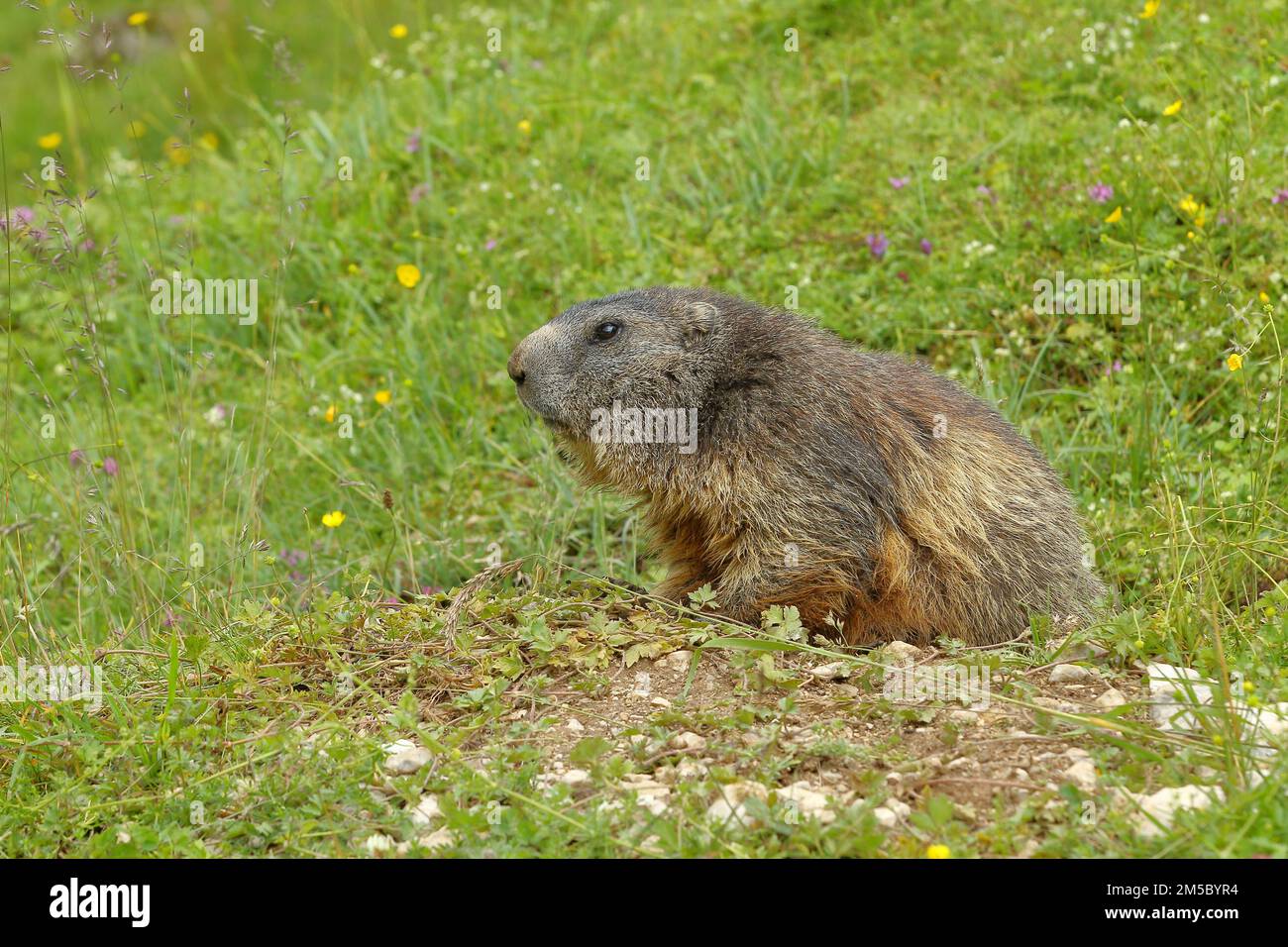 Alpine marmot (Marmota marmota), leaving the burrow on a mountain ...