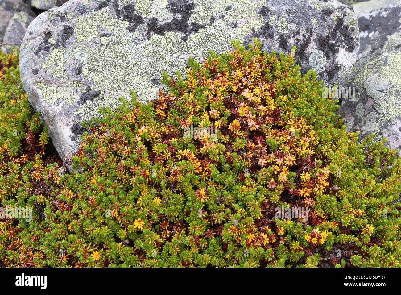 Black crowberry (Empetrum nigrum) and map lichen (Rhizocarpon ...