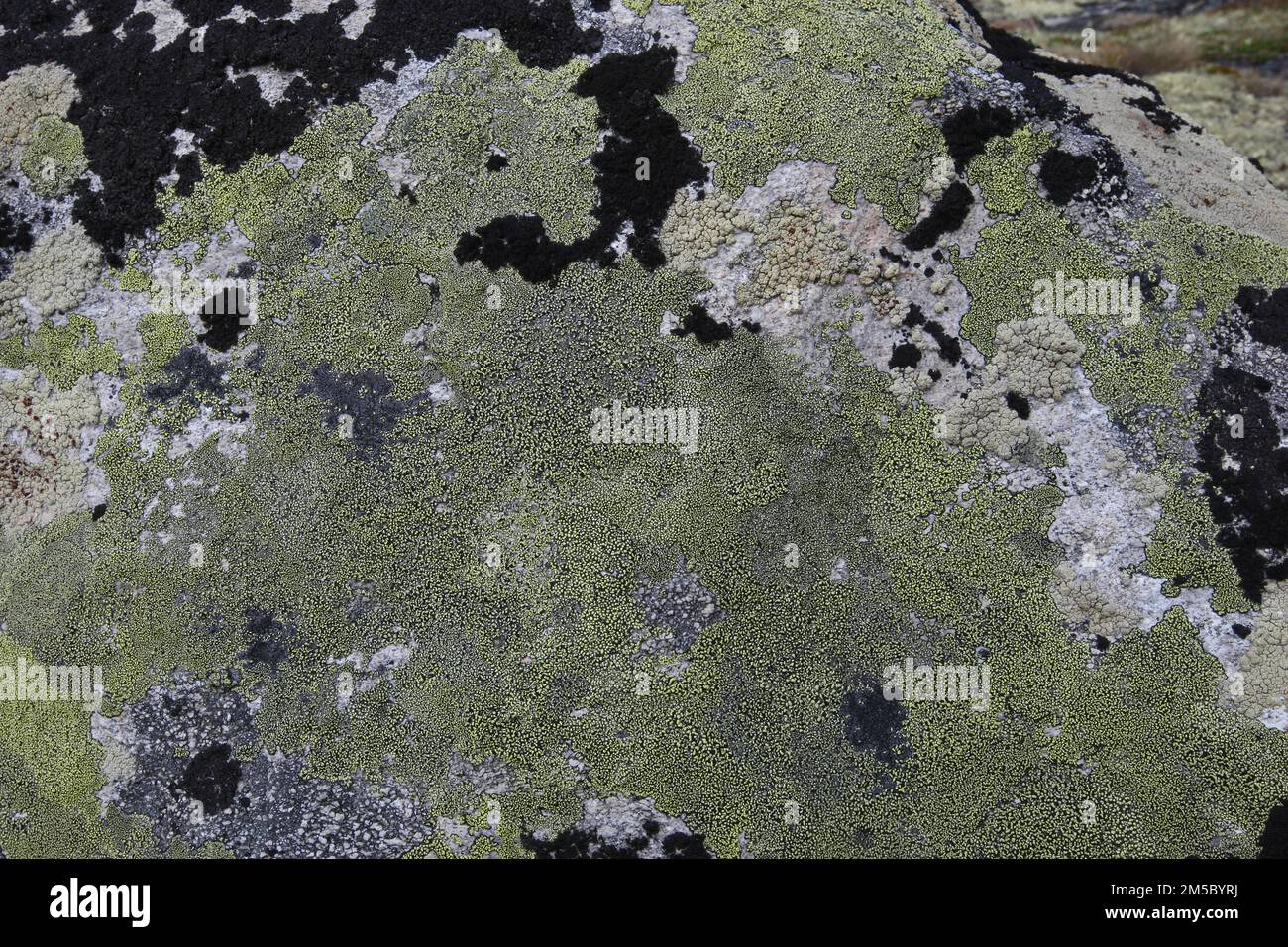 Map lichen (Rhizocarpon geographicum) on a stone, Lapland, Norway ...