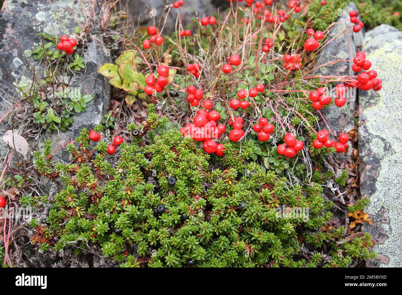 Red cranberries (Vaccinium subg.) and black crowberries (Empetrium ...