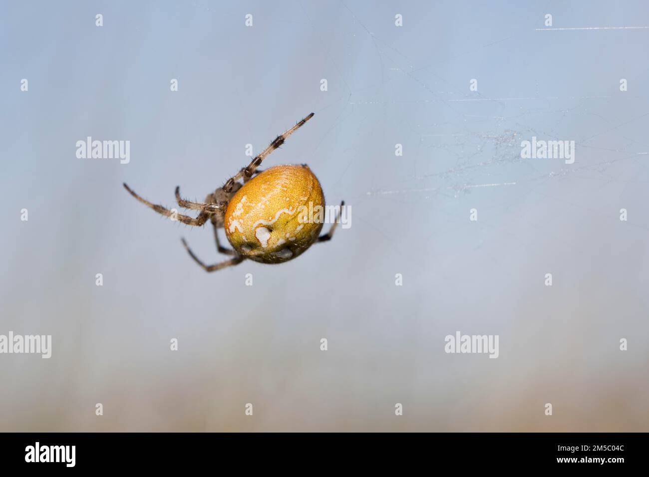 Four-spot orb weaver (Araneus quadratus), Emsland, Lower Saxony ...