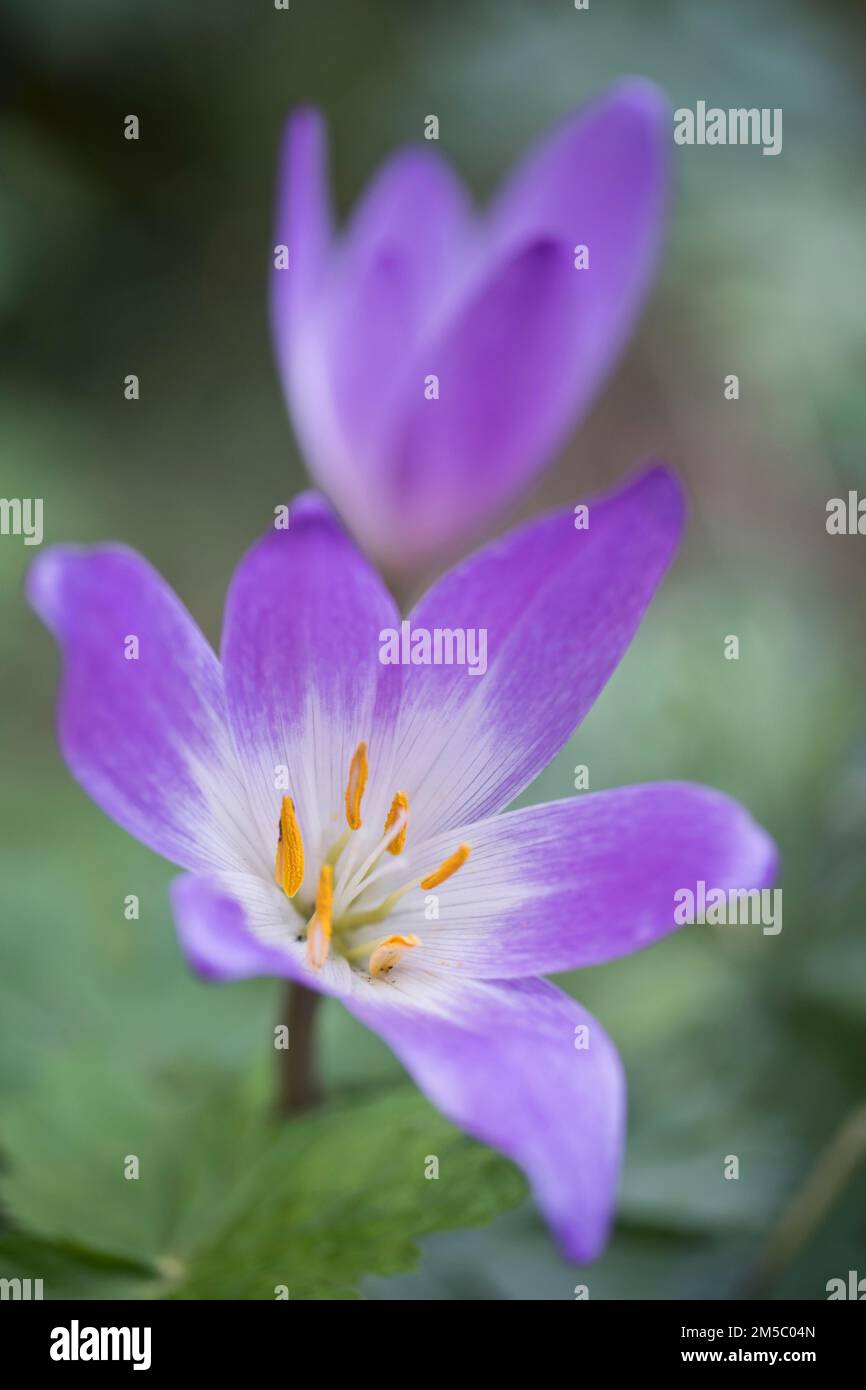 Autumn crocus (Colchicum speciosum), Emsland, Lower Saxony, Germany ...