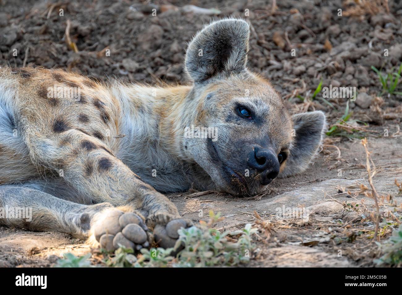 Spotted hyena (Crocuta crocuta), animal portrait, South Luangwa, Zambia ...