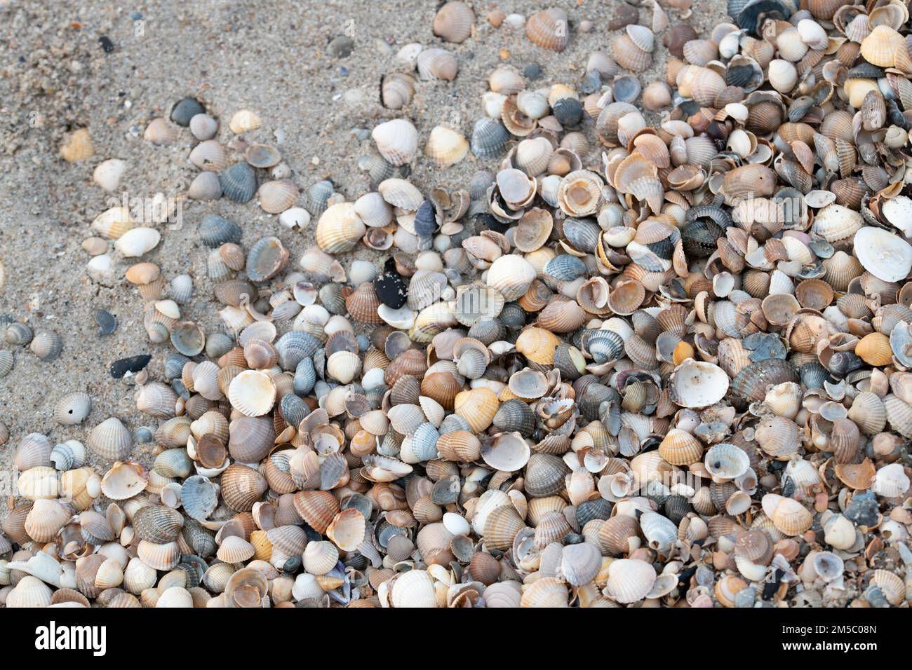 Cockle (Cardiidae), large aggregation on the beach of the North Sea ...