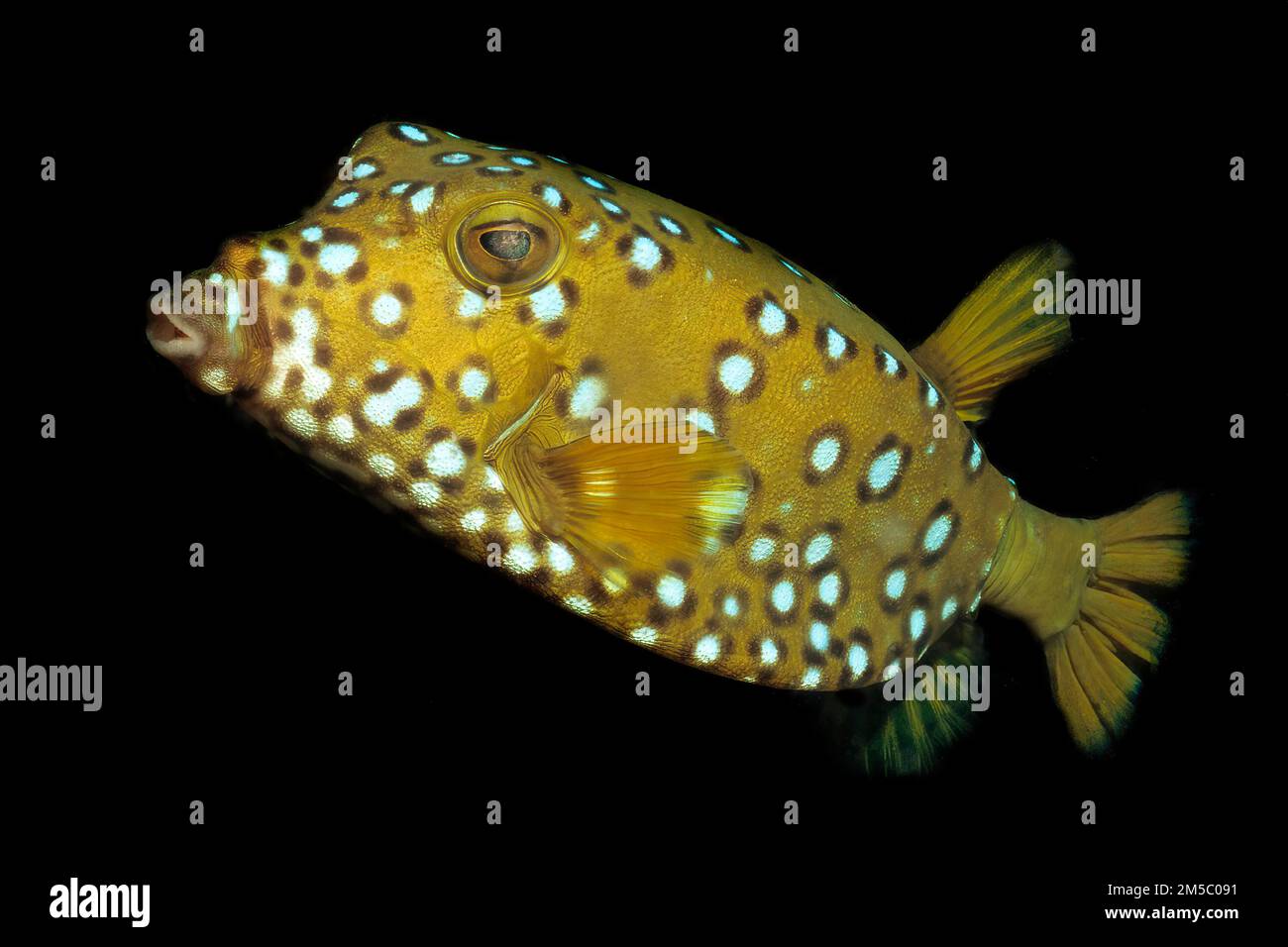 Yellow boxfish (Ostracion cubicus), Cube boxfish, Common boxfish, Red Sea, Dahab, Sinai, Egypt ...