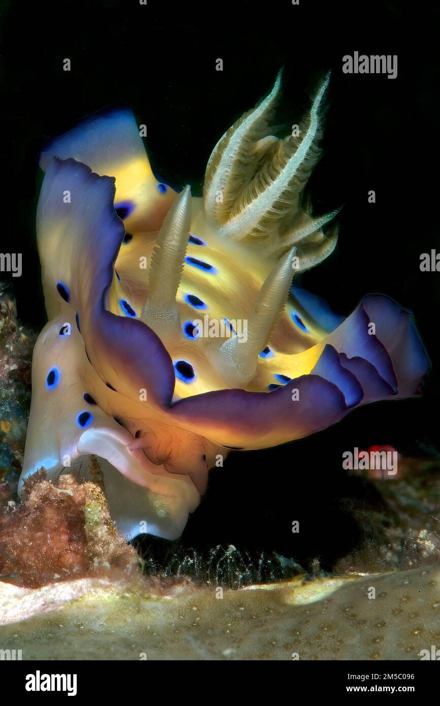 Kunies Chromodoris magnificent star snail (Goniobranchus kuniei ...