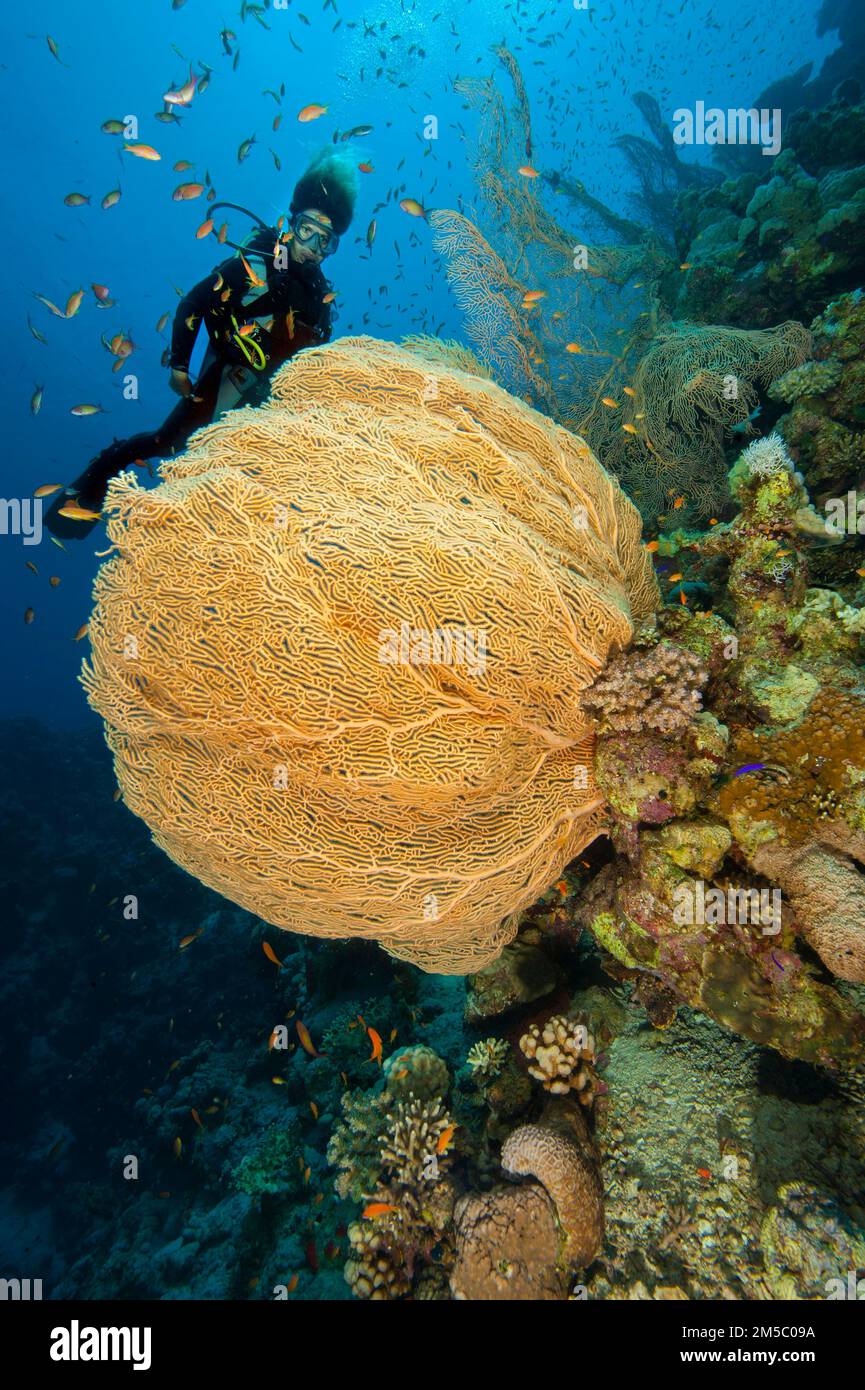 Diver looking at gorgonian fan coral (Subergorgia hicksoni-mollis ...