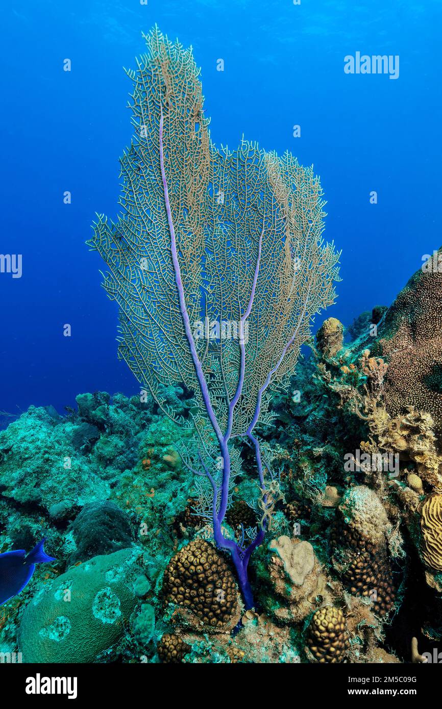 Common sea fan (Gorgonia ventalina), Caribbean fan coral, horn coral ...