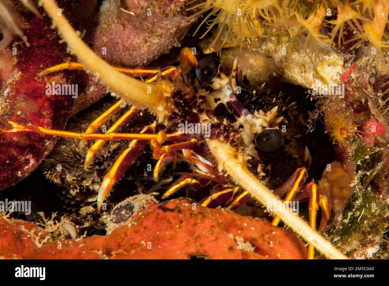 Juvenile european spiny crayfish (Palinurus elephas), European spiny ...