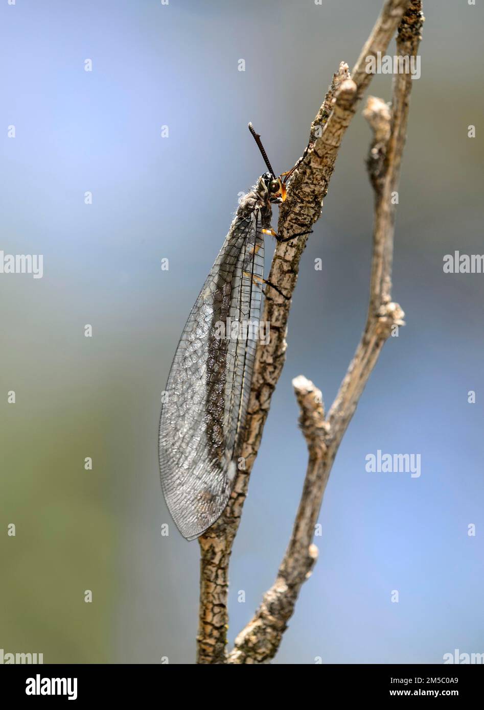 Rottensand hi-res stock photography and images - Alamy