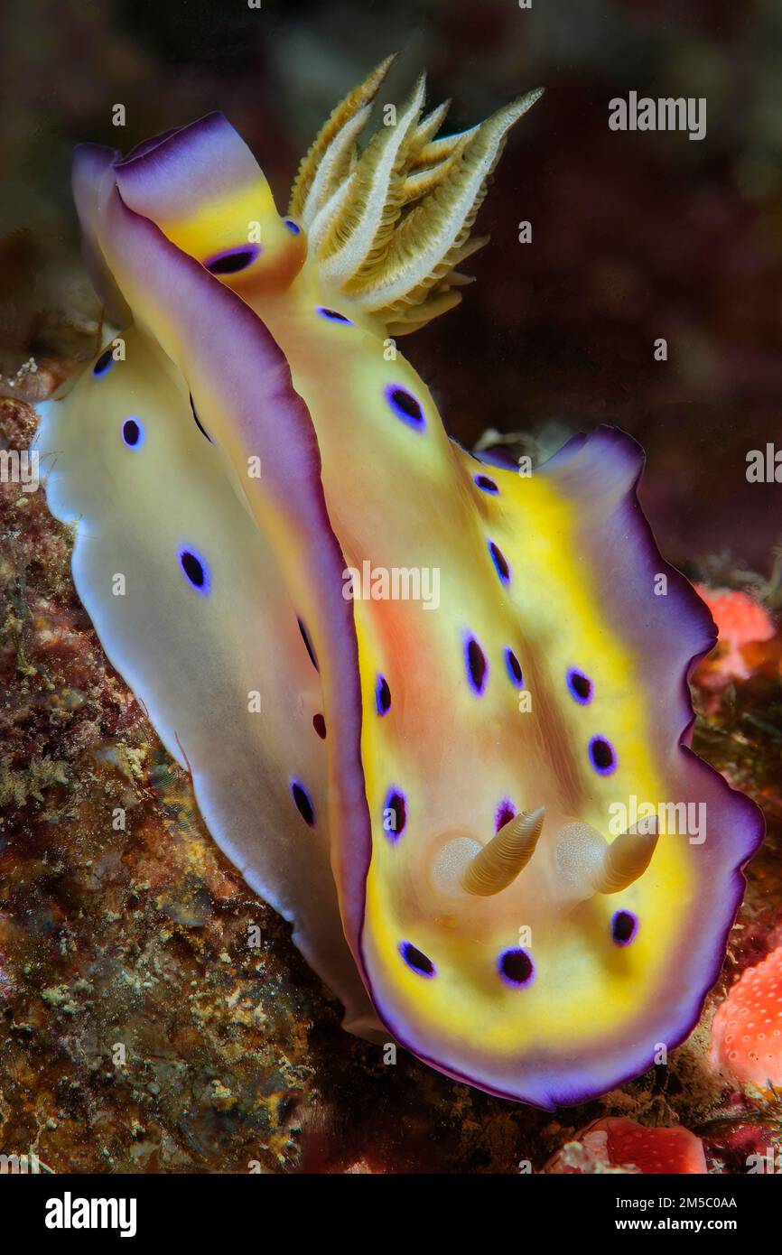 Kunies Chromodoris magnificent star snail (Goniobranchus kuniei ...
