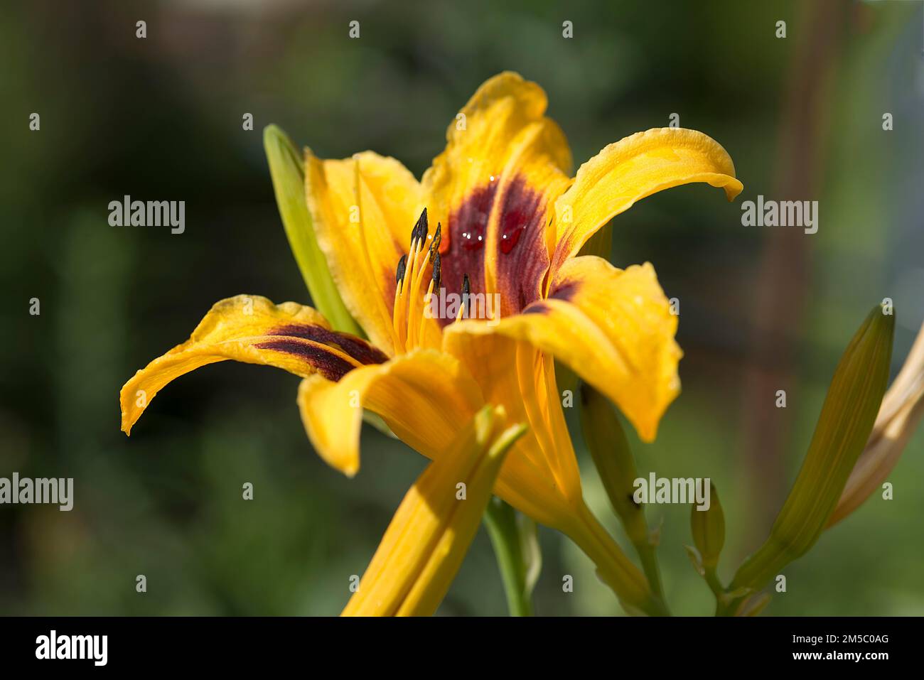 Yellow lily (Lilium) flower, Bavaria, Germany Stock Photo - Alamy