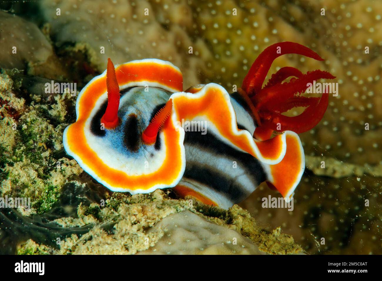Striped star snail (Chromodoris strigata), Pacific Ocean, Caroline ...