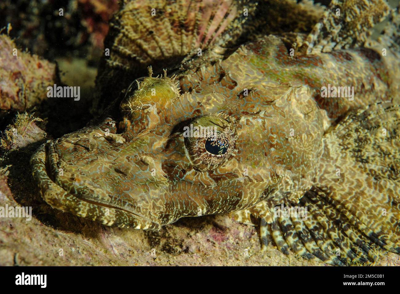 Close-up of head of tentacled flathead (Papilloculiceps longiceps ...