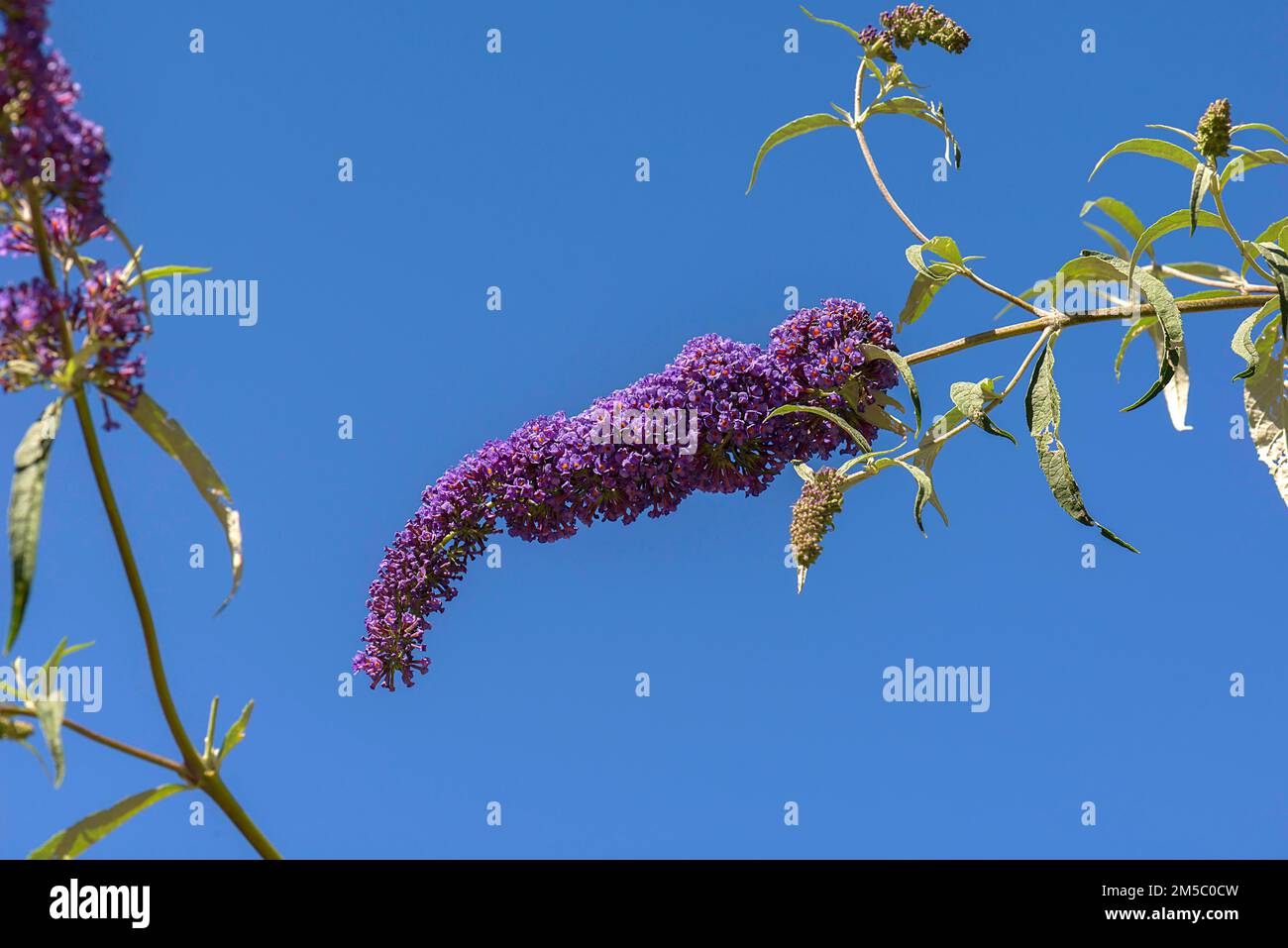 Flower of butterfly-bush (Buddleja davidii), blue sky, Bavaria, Germany ...