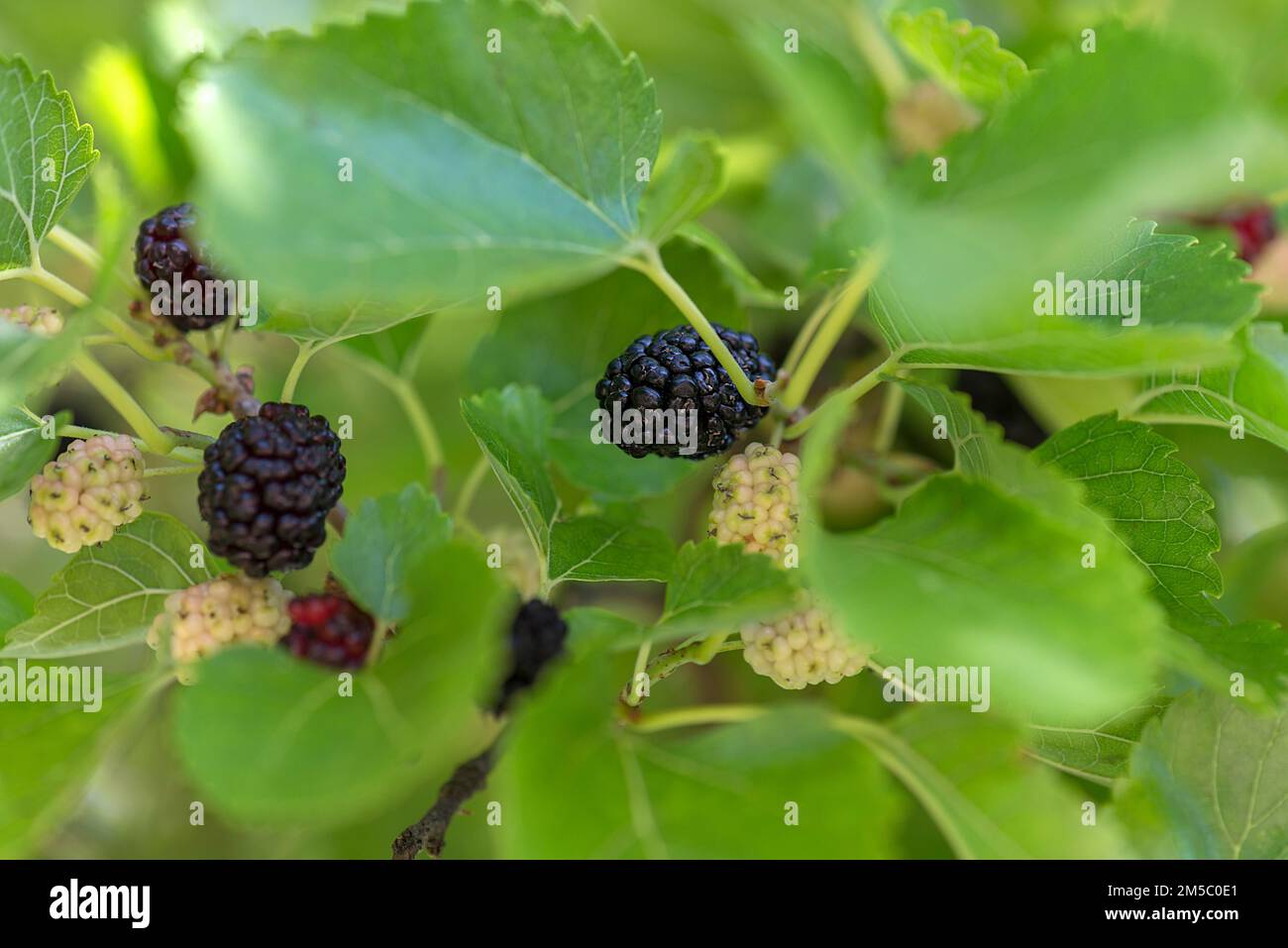 Ripe mulberries (Morus) on a tree, Bavaria, Germany Stock Photo - Alamy