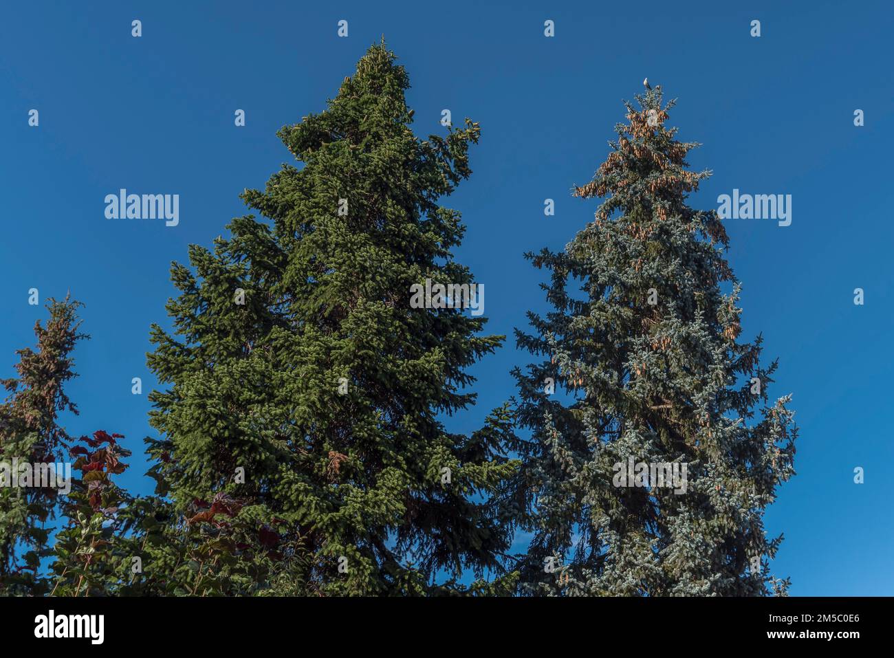 Fir trees (Abies) with fir cones, blue sky, Bavaria, Germany Stock ...