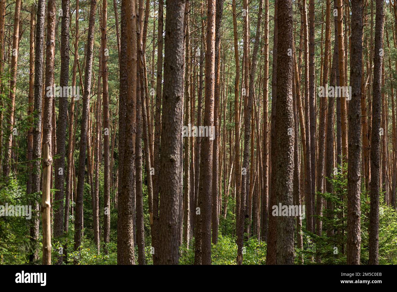 Spruce coniferous pinaceae hi-res stock photography and images - Alamy