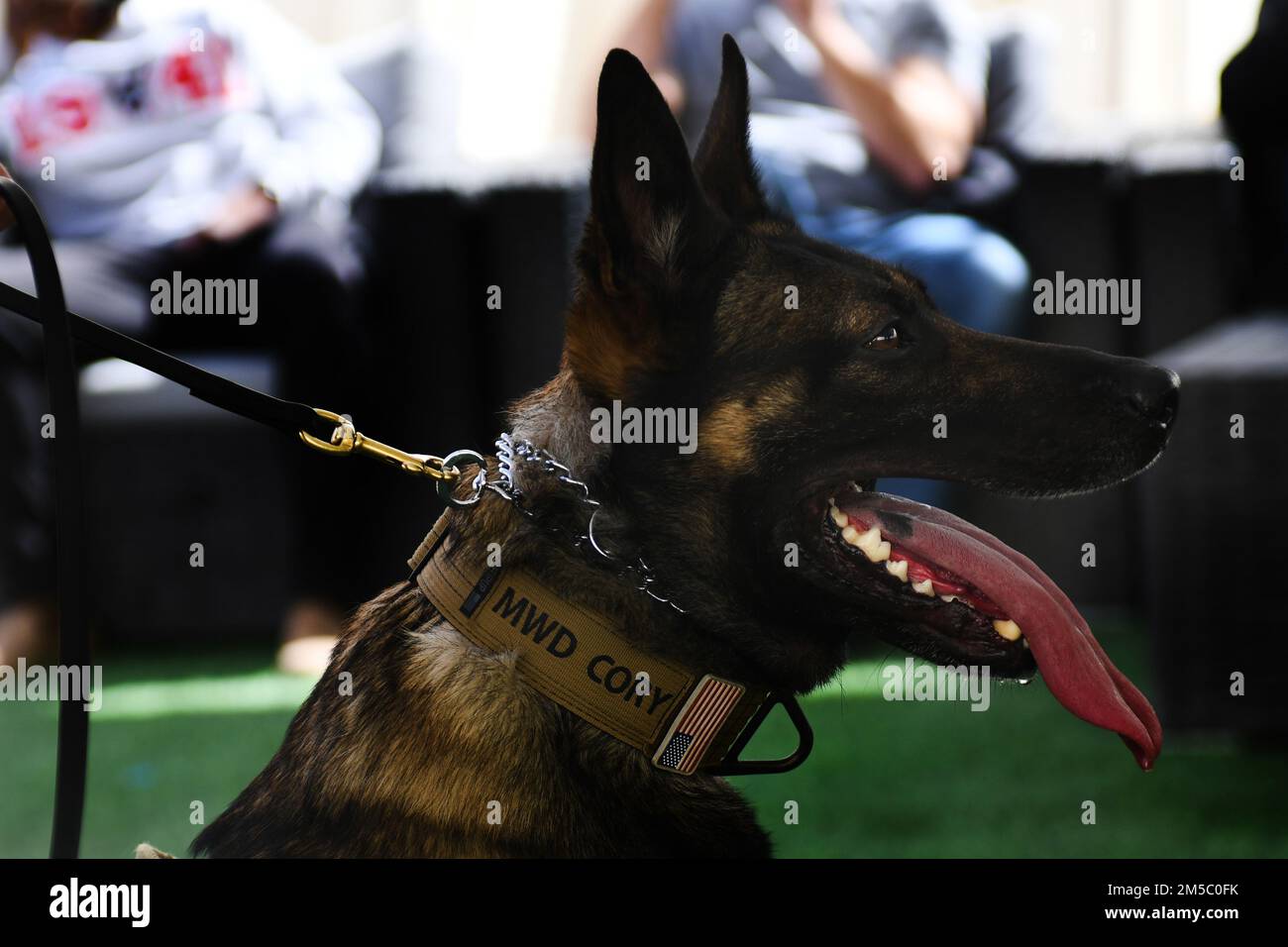 Belgian malinois military working dog hi-res stock photography and ...