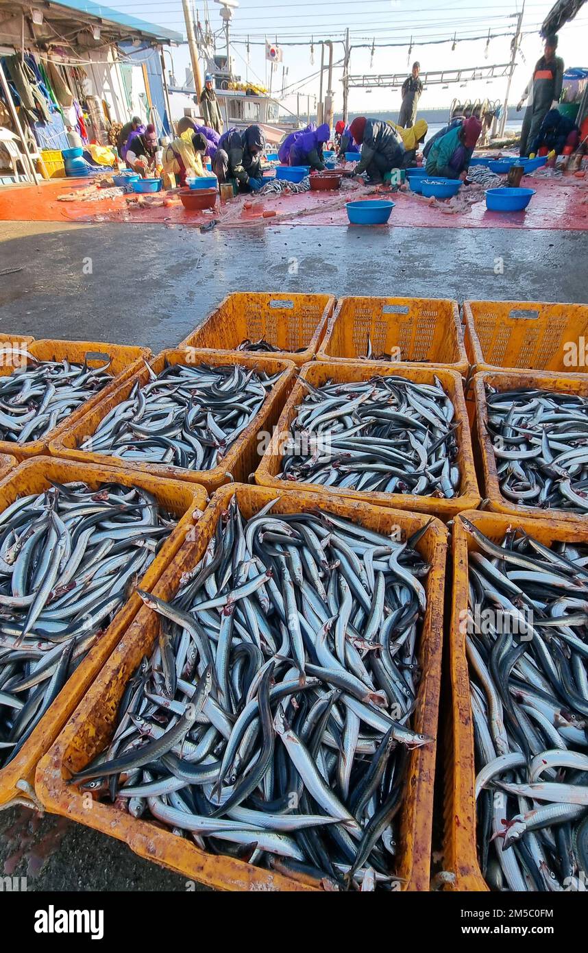 28th Dec, 2022. Big haul of sand lance in S. Korea Residents work to ...