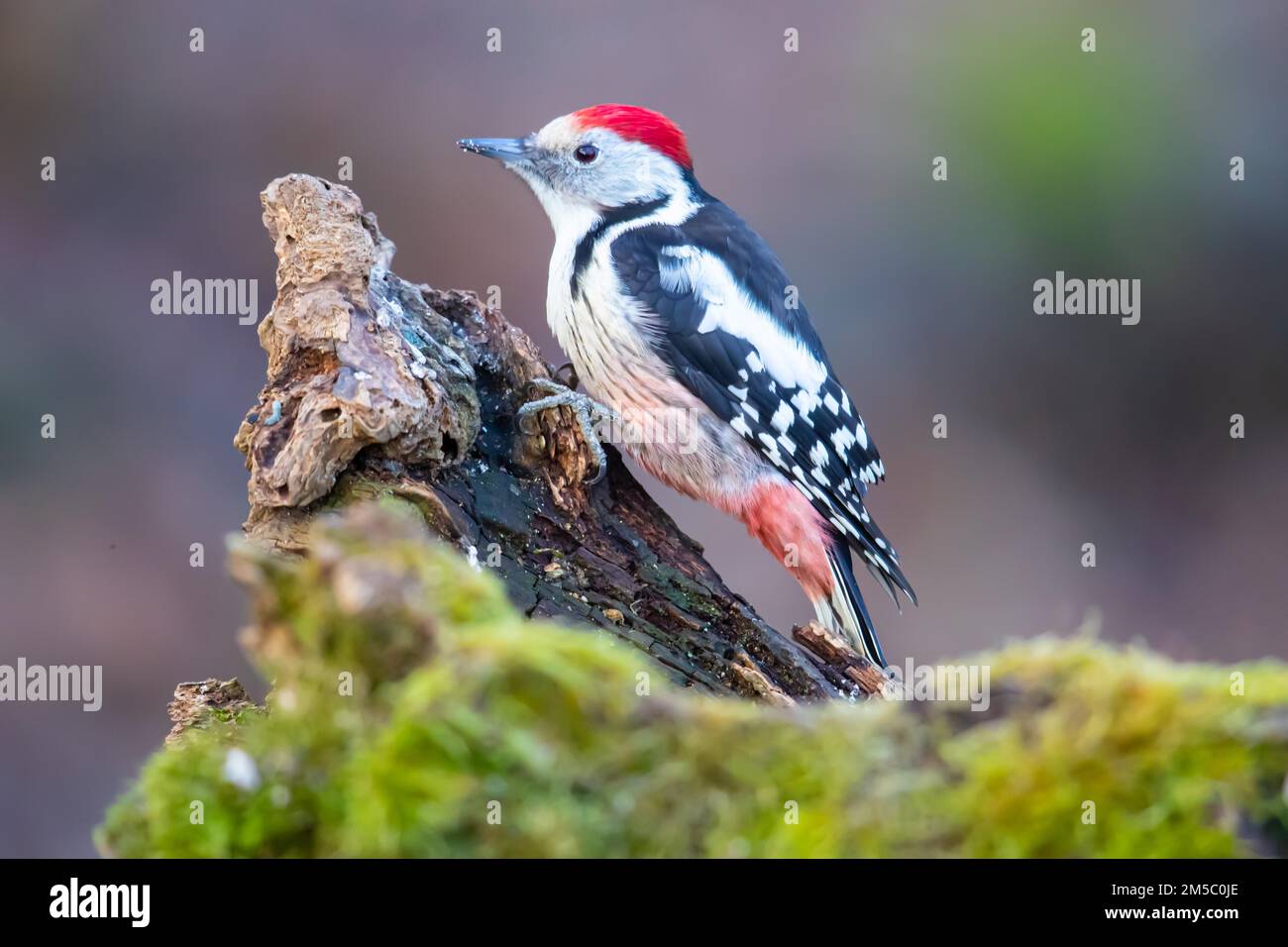 Middle Spotted Woodpecker (Dendrocopus medius) Germany Stock Photo - Alamy