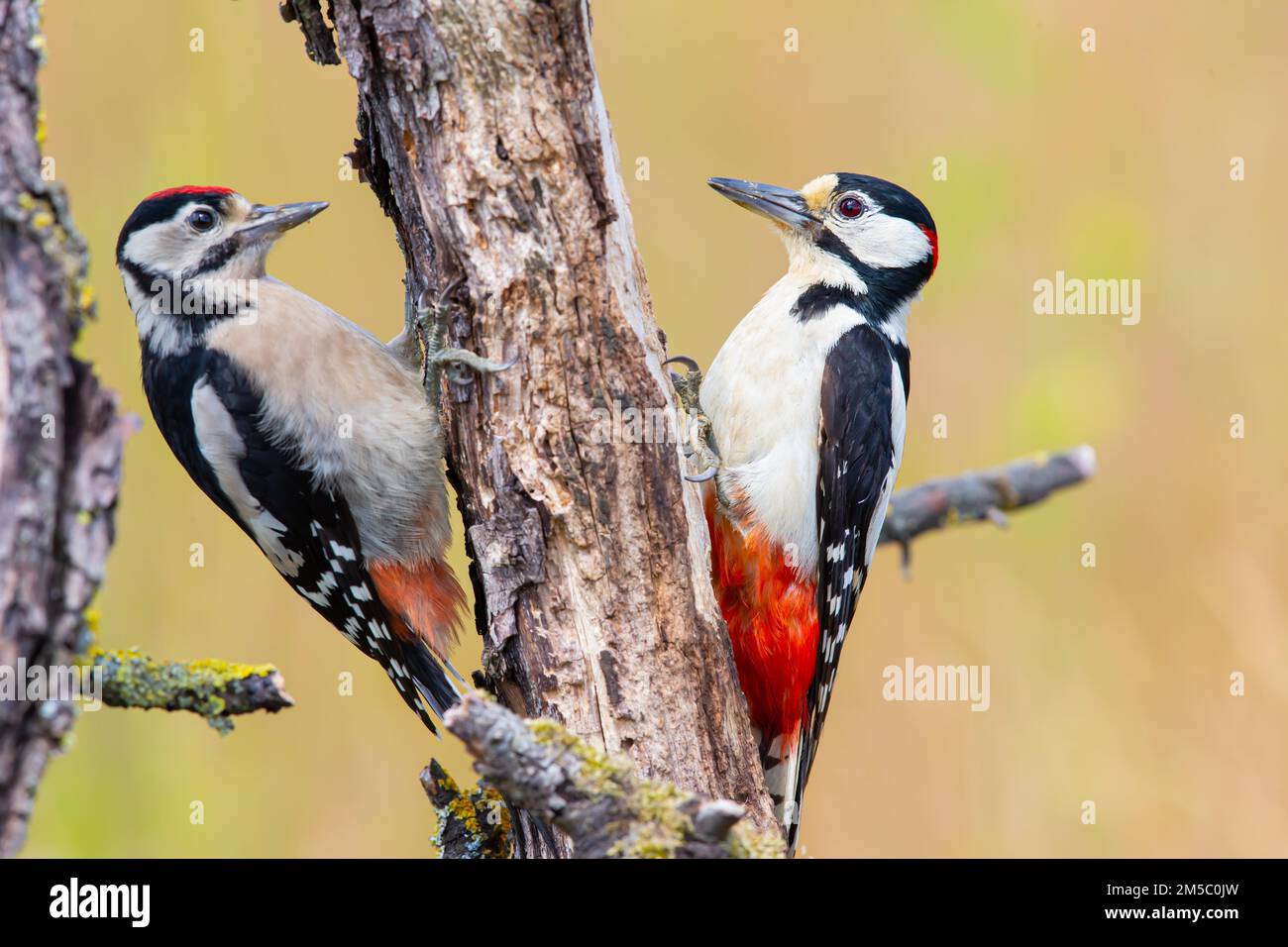 Great spotted woodpecker (Dendrocopus major) Young bird being fed by ...
