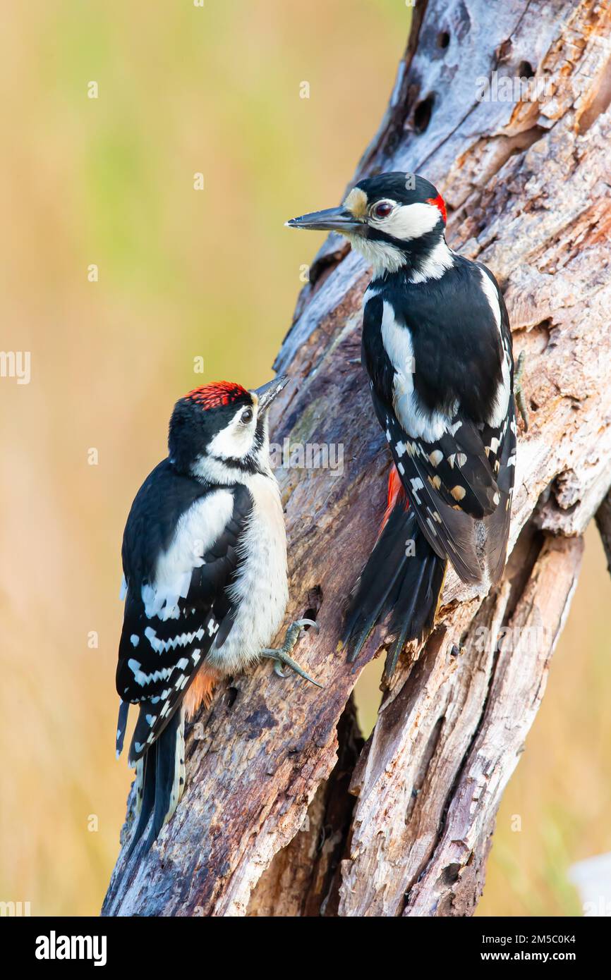 Great spotted woodpecker (Dendrocopus major) Young bird being fed by ...