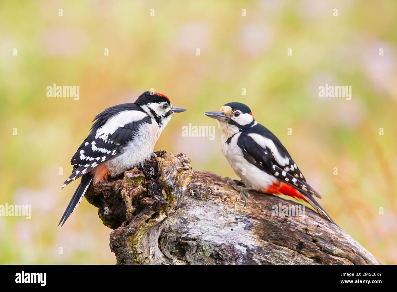Great spotted woodpecker (Dendrocopus major) Young bird being fed by ...