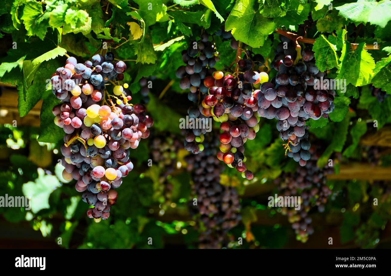Vine with blue grapes, Greek, Crete, Greece Stock Photo - Alamy
