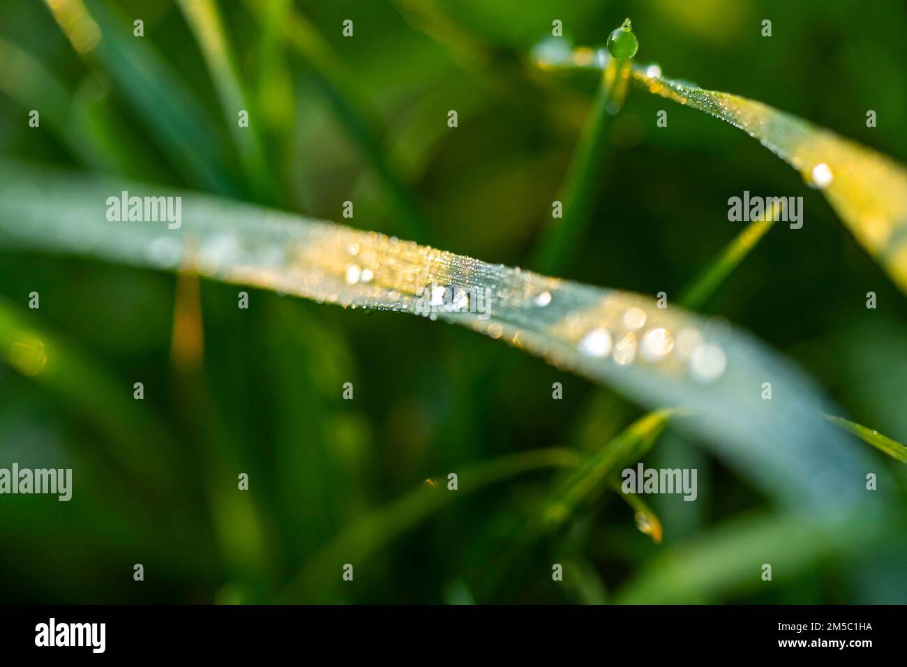 Grass Blade Close Up