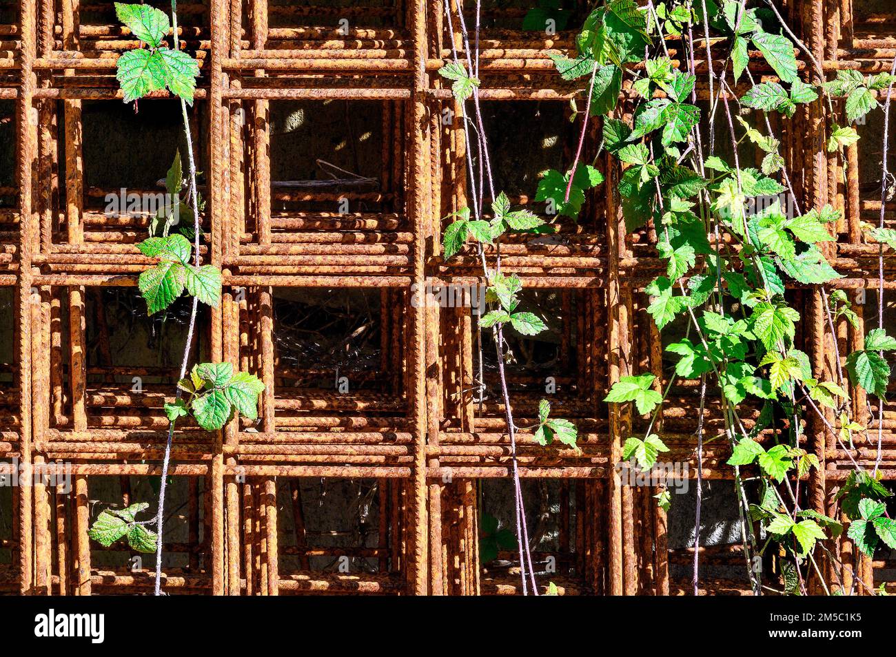 Rusted reinforcing steel with green foliage, Kempten, Allgaeu, Bavaria ...