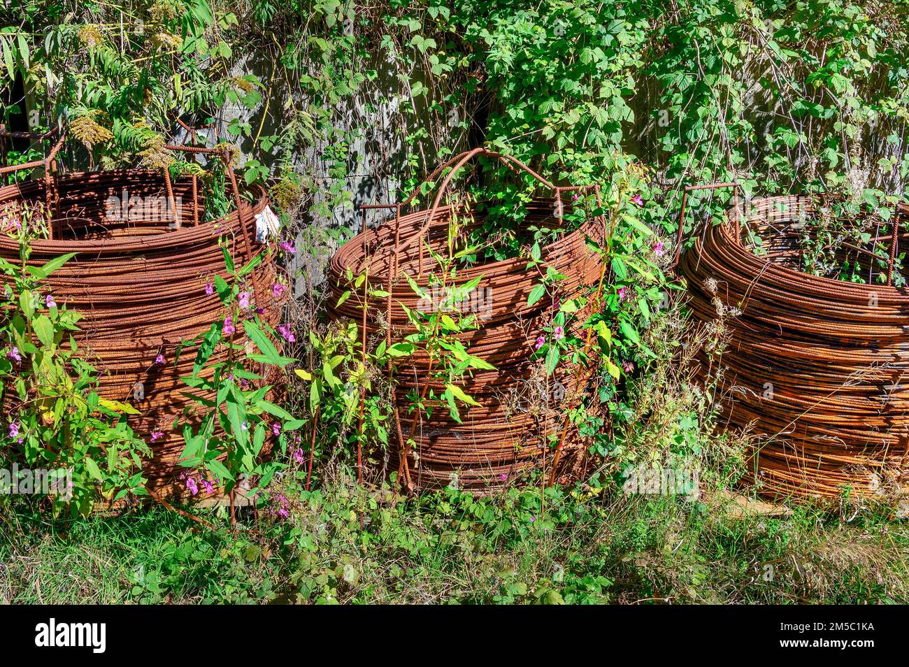 Rusted reinforcing steel with green foliage, Kempten, Allgaeu, Bavaria ...