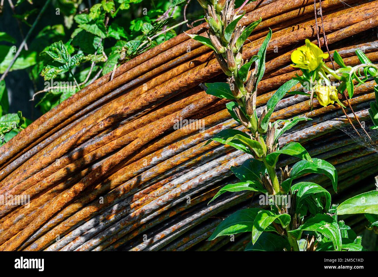 Rusted reinforcing steel with green foliage, Kempten, Allgaeu, Bavaria ...