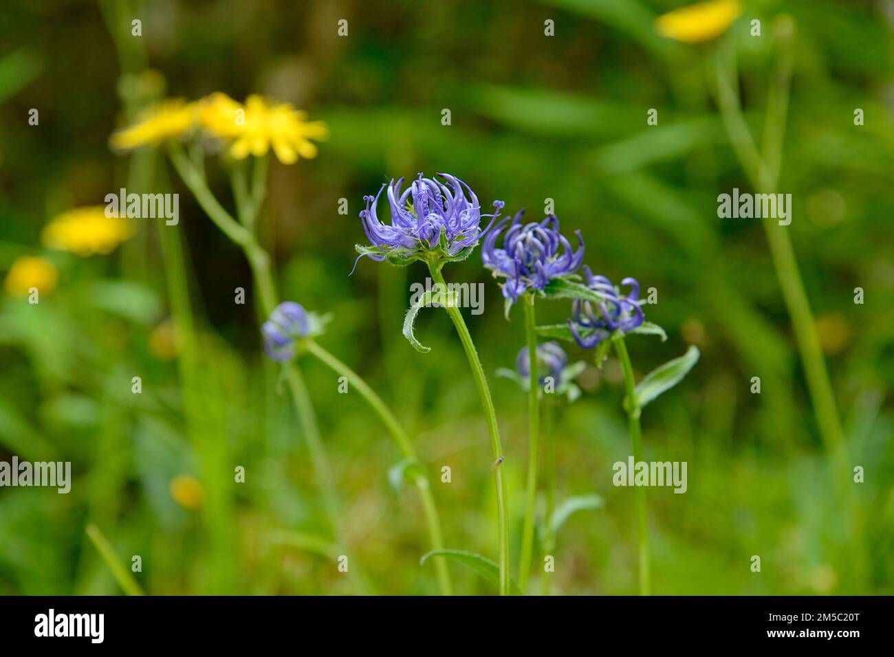 Hemispherical devil's claw (Phyteuma hemisphaericum), inflorescence ...