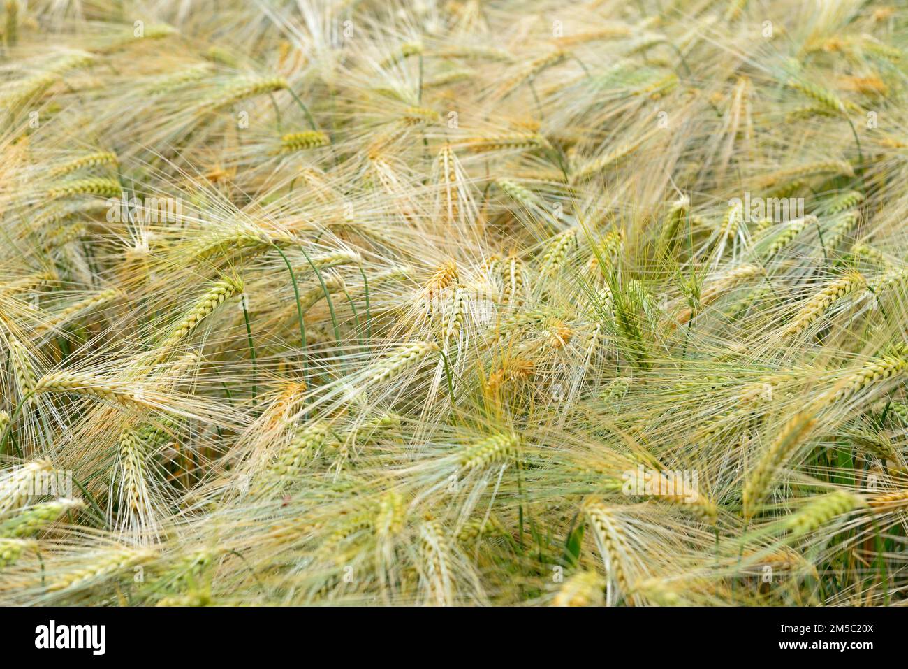 Grain field, wheat (Triticum L.) (Triticum L.) (Triticum L.), ears with raindrops, North Rhine ...