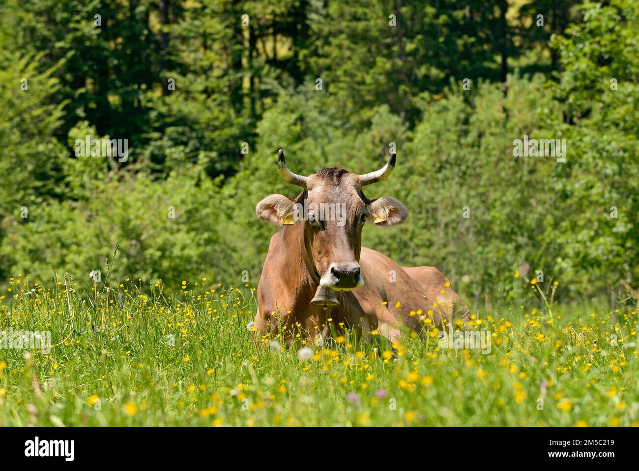 Domestic cattle (Bos primigenius taurus) with a cowbell resting in a ...
