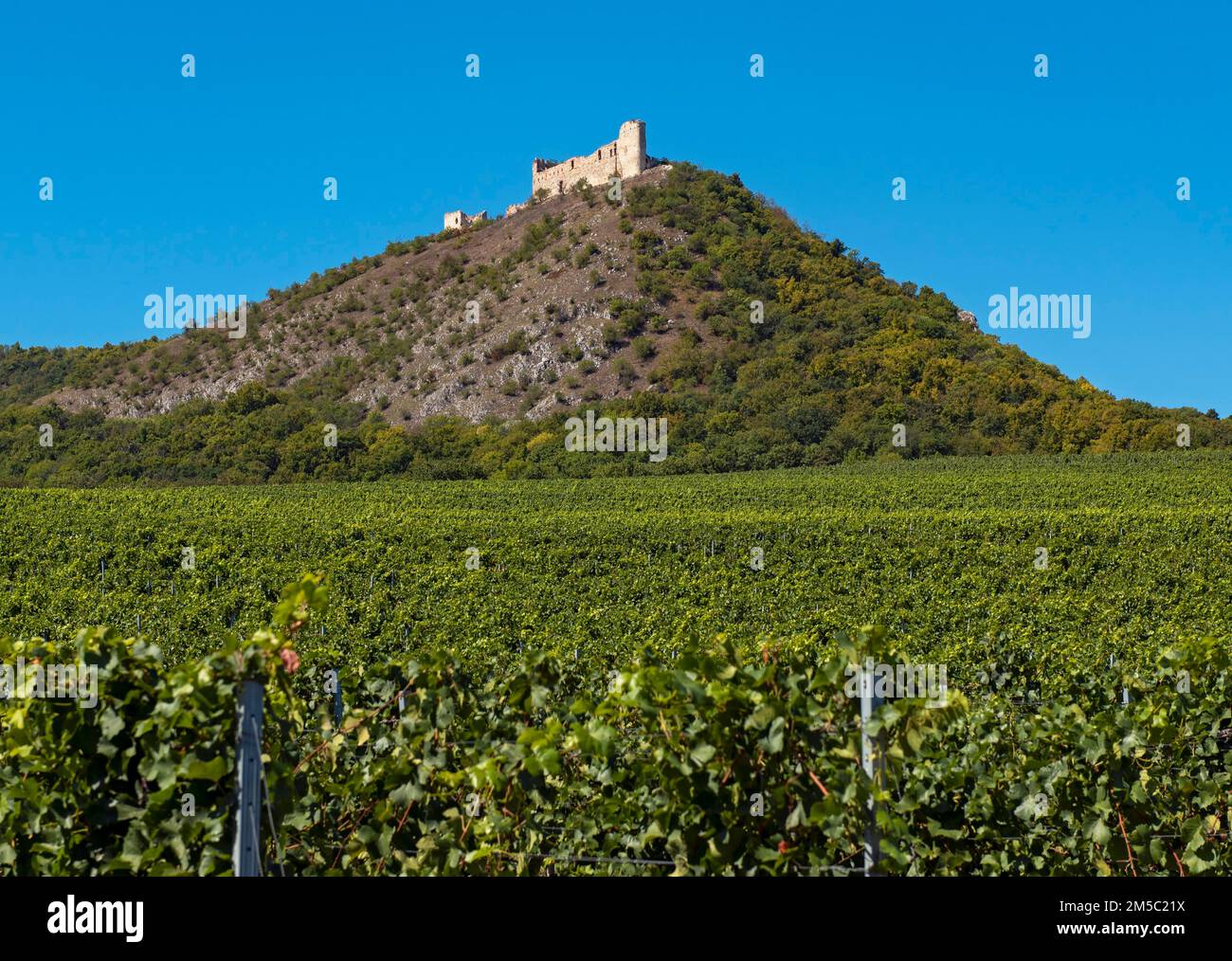 Vineyards and ruined Divci Hrady, Devicky, Maidenburg, Castle, Pavlov ...