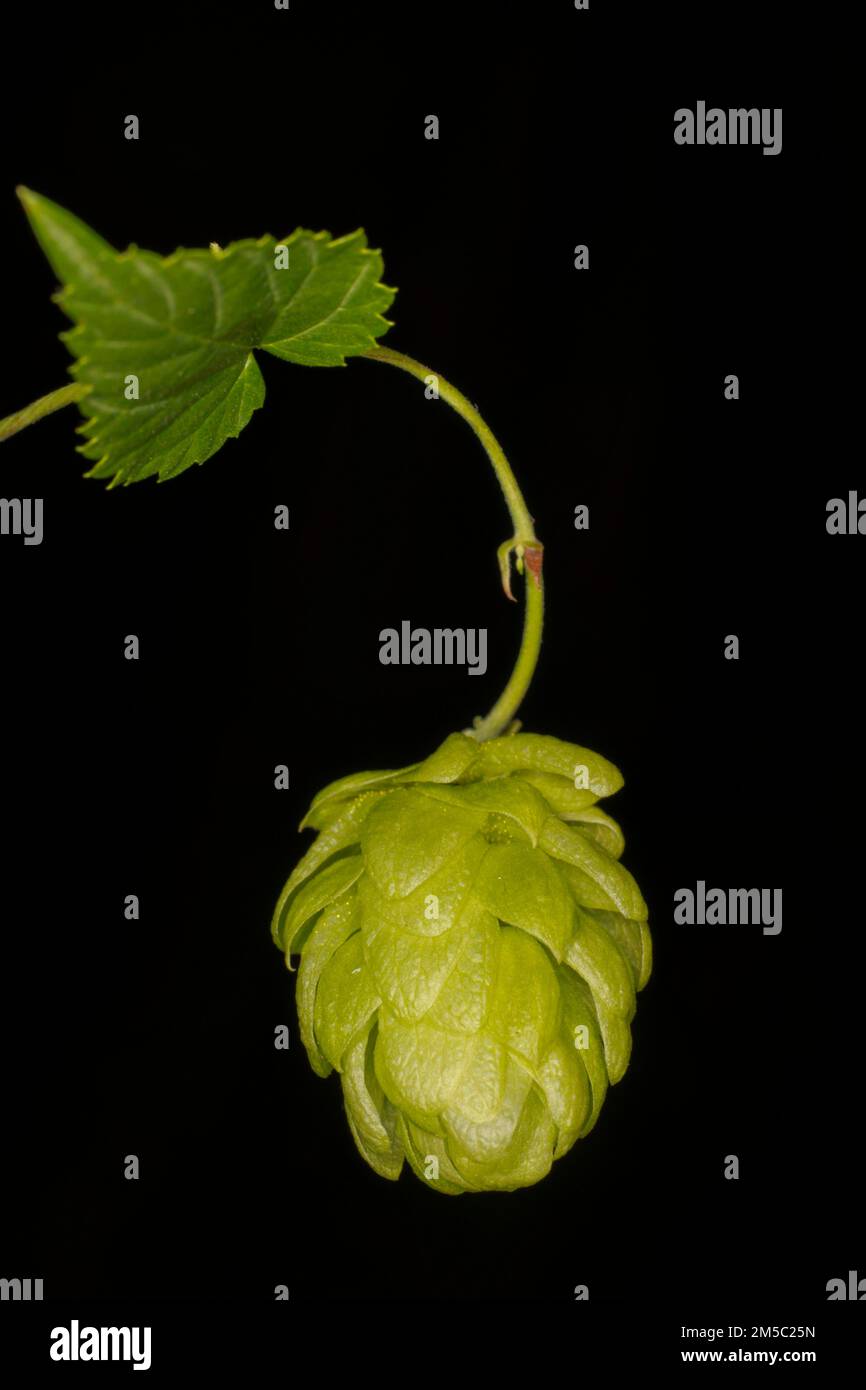 Female wild form of the true hop (Humulus lupulus), food photography ...