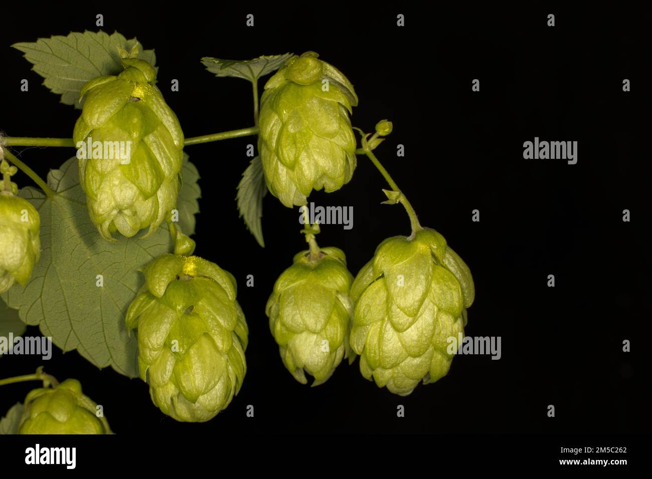 Female wild form of the true hop (Humulus lupulus), food photography ...