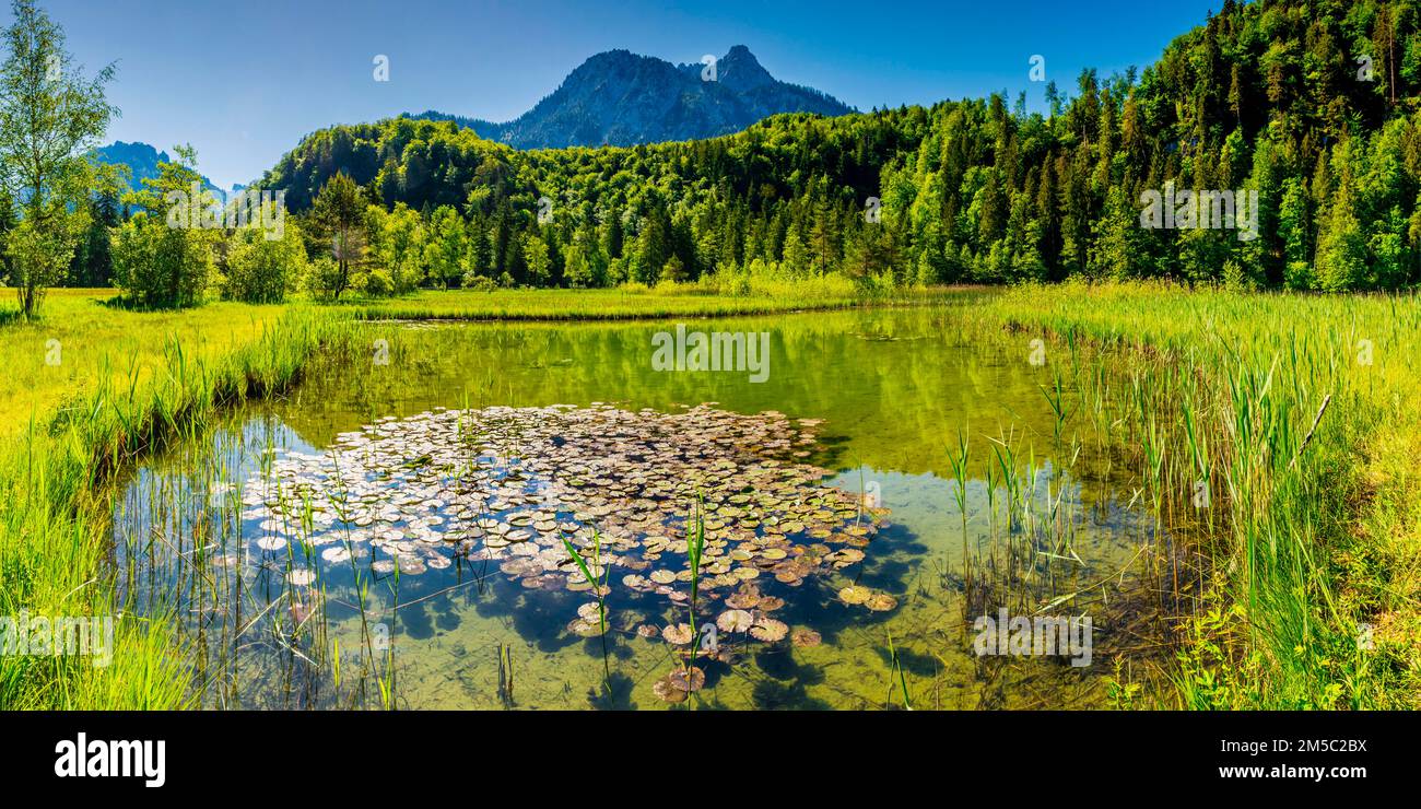Water lilies (Nymphaea), Schwanseepark, near Fuessen, Ostallgaeu ...