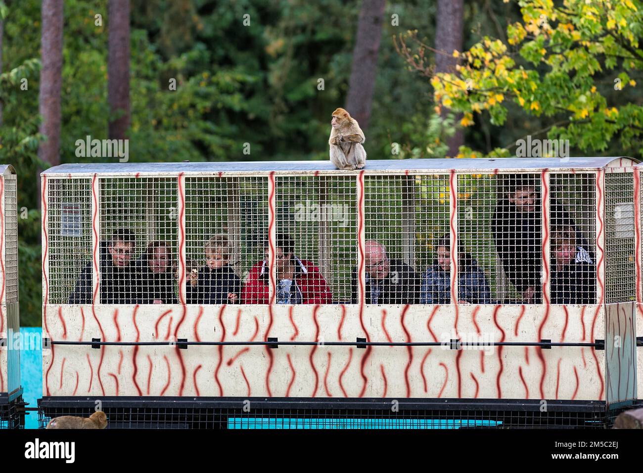 Visitors at the zoo ride a train through open-air enclosure, looking ...