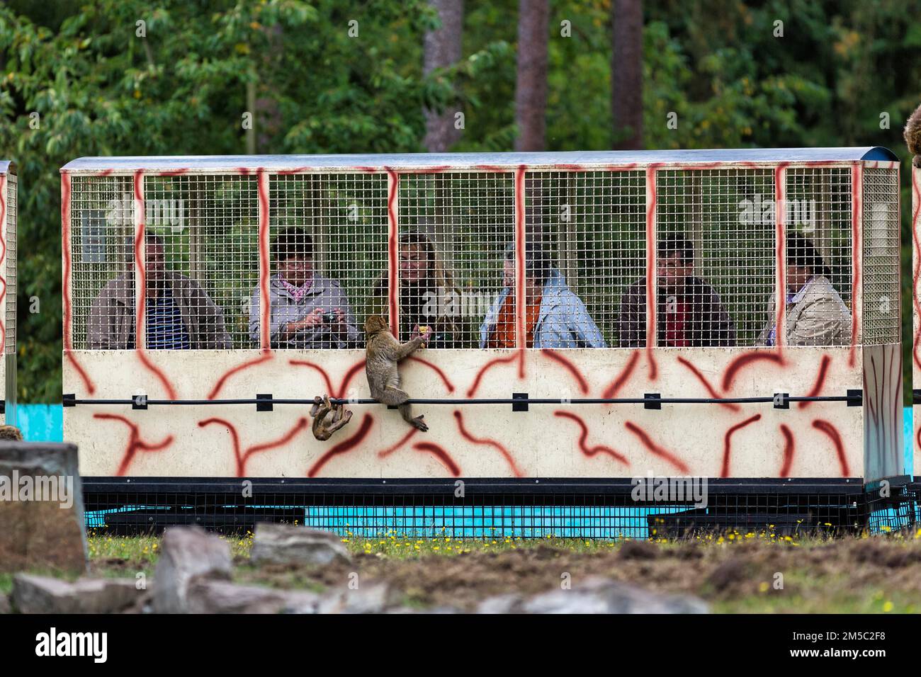 Visitors at the zoo ride a train through open-air enclosures, feeding ...