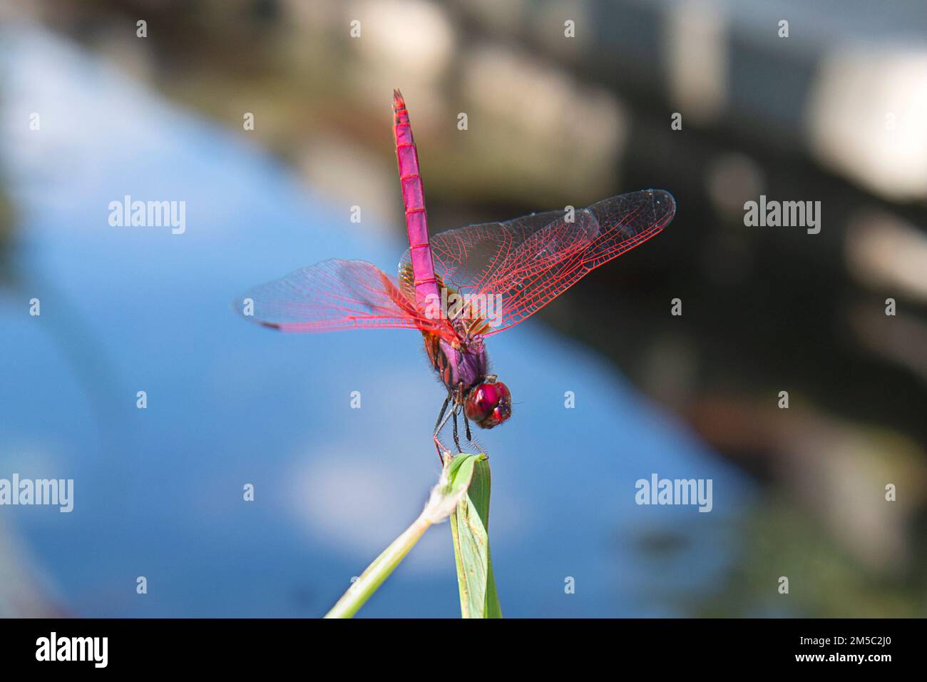 Lively streams hi-res stock photography and images - Alamy