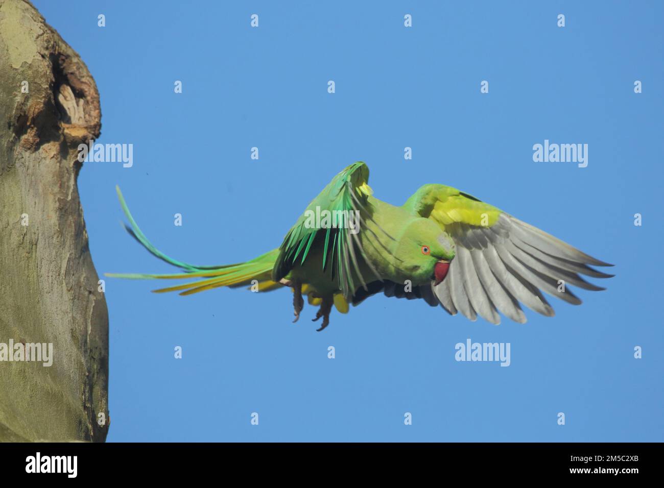 Flywheel springs hi-res stock photography and images - Alamy