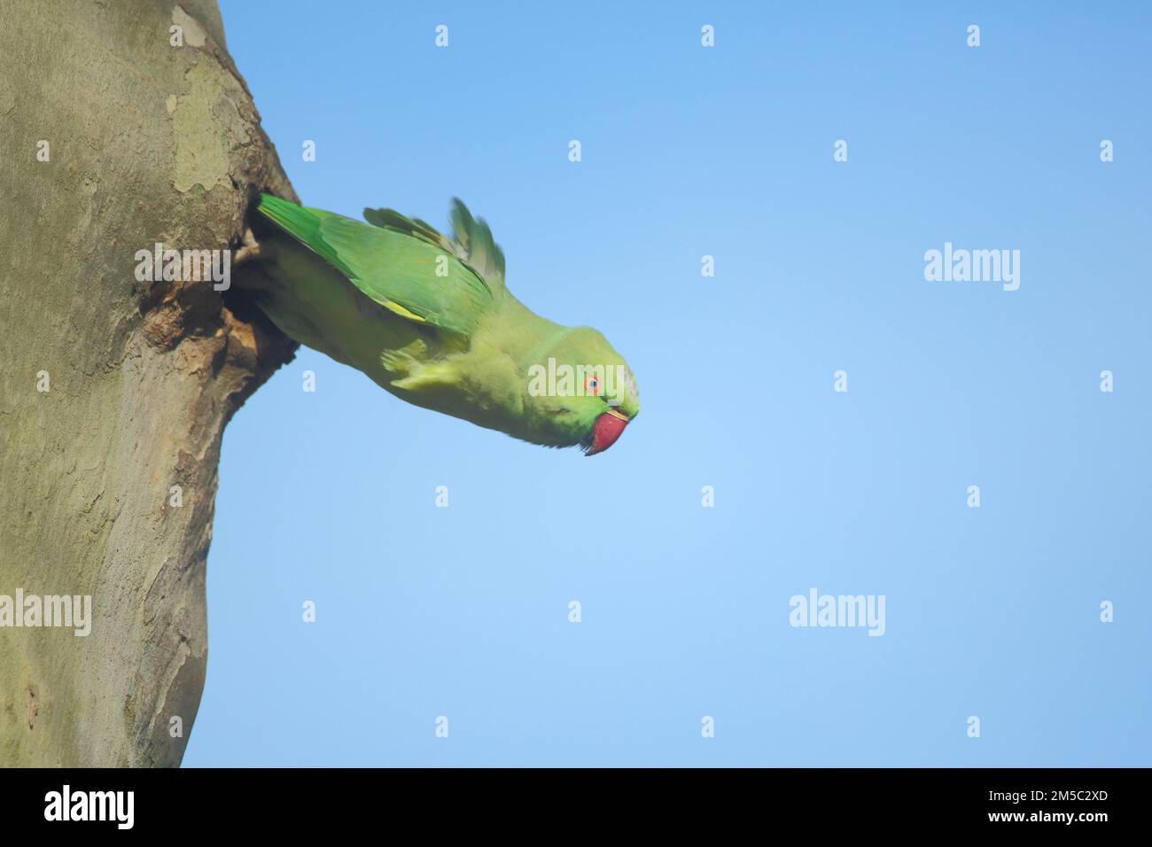 Rose-ringed parakeet (Psittacula krameri) flying out of breeding hole ...