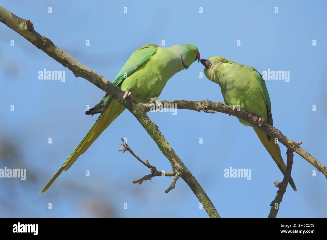 Two collared parakeet (Psittacula krameri), pair, beak, male, female ...