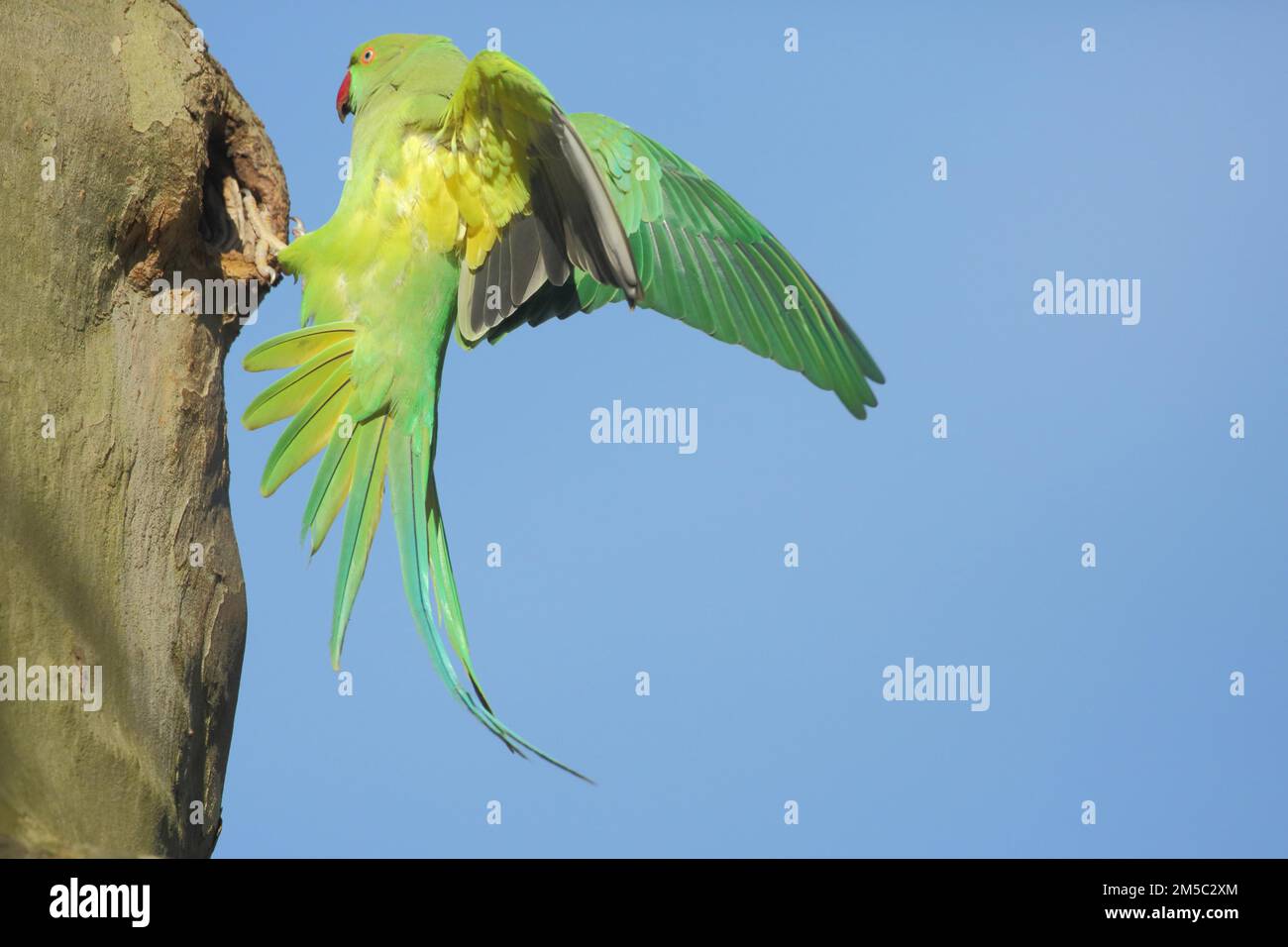 Rose-ringed parakeet (Psittacula krameri) approaching breeding burrow ...